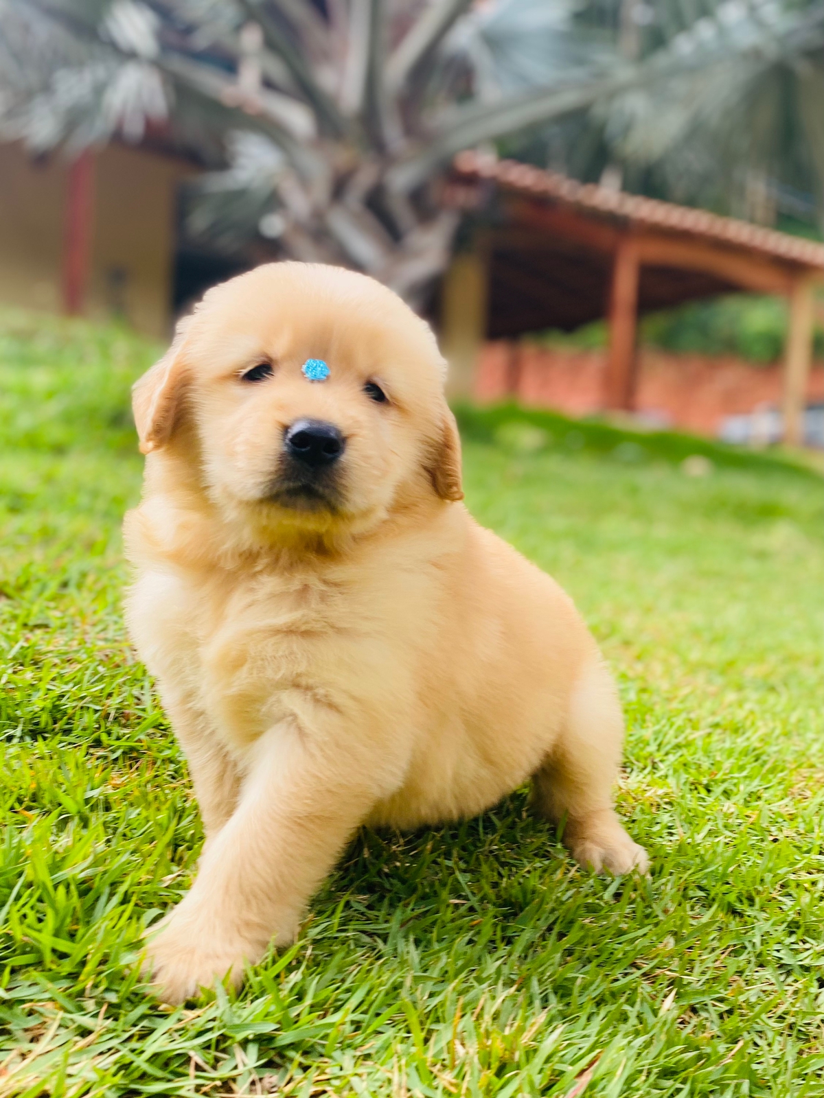 Lindos Filhotes de Golden Retriever – Canil Filhote dos Sonhos