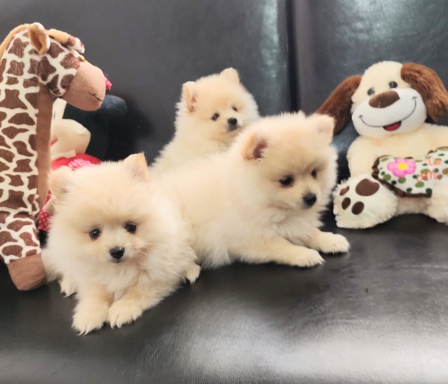 Filhotes Disponíveis – Canil Filhote dos Sonhos