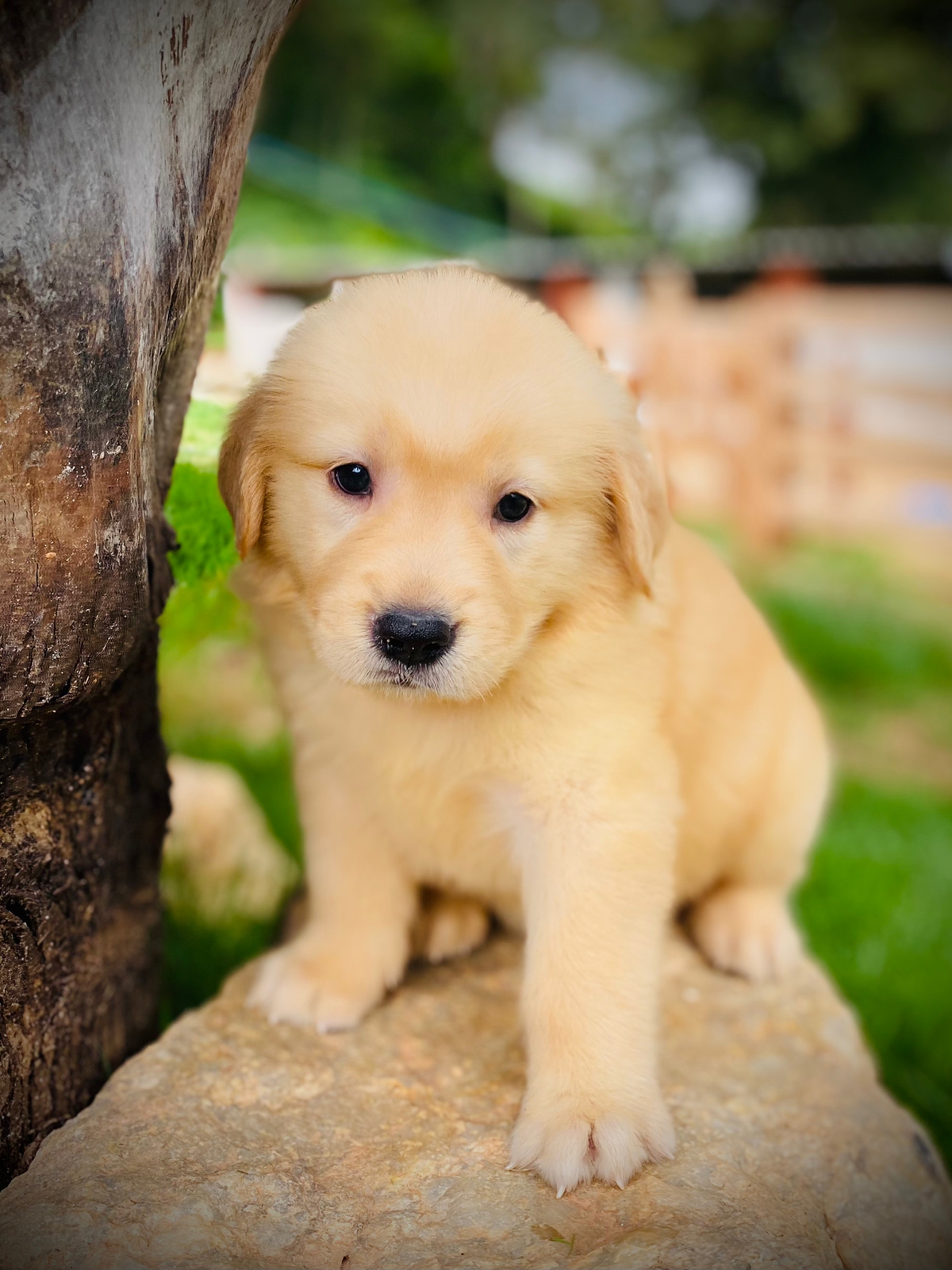 Lindos Filhotes de Golden Retriever – Canil Filhote dos Sonhos